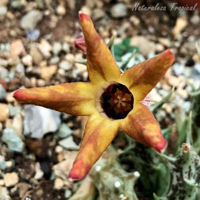 Propiedades medicinales de la Verbena cimarrona | Plantas