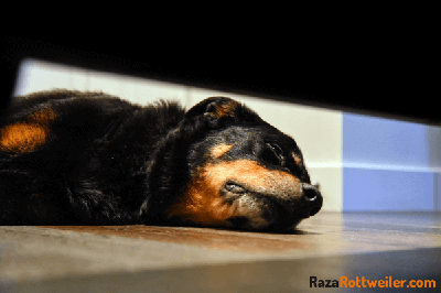 Anorexia en perros Rottweiler: Por qué se produce y tratamiento | Mascotas