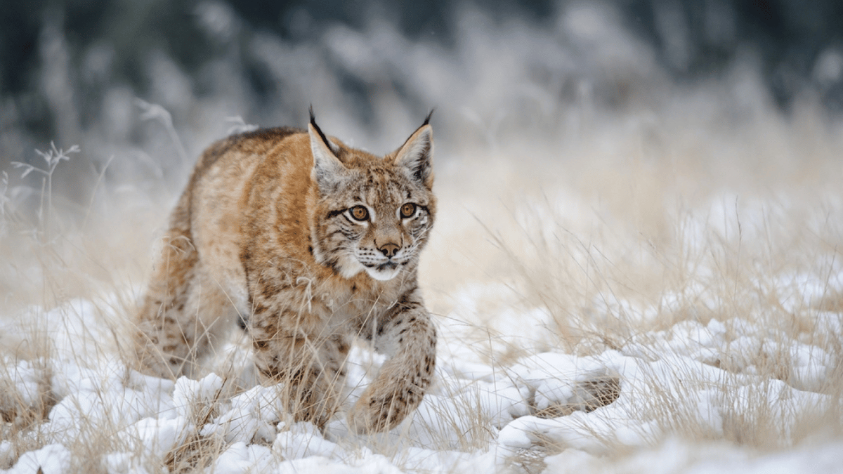 El gato lince: un cazador solitario que desafía a la naturaleza. | Mascotas
