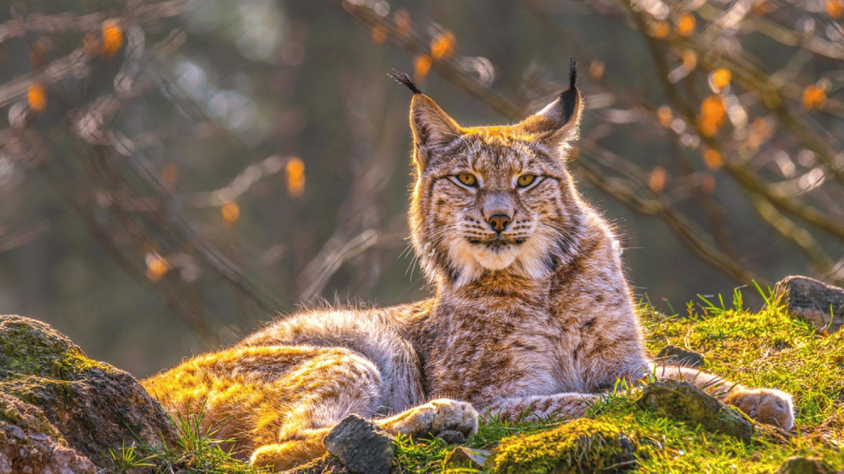 El gato lince: un cazador solitario que desafía a la naturaleza. | Mascotas
