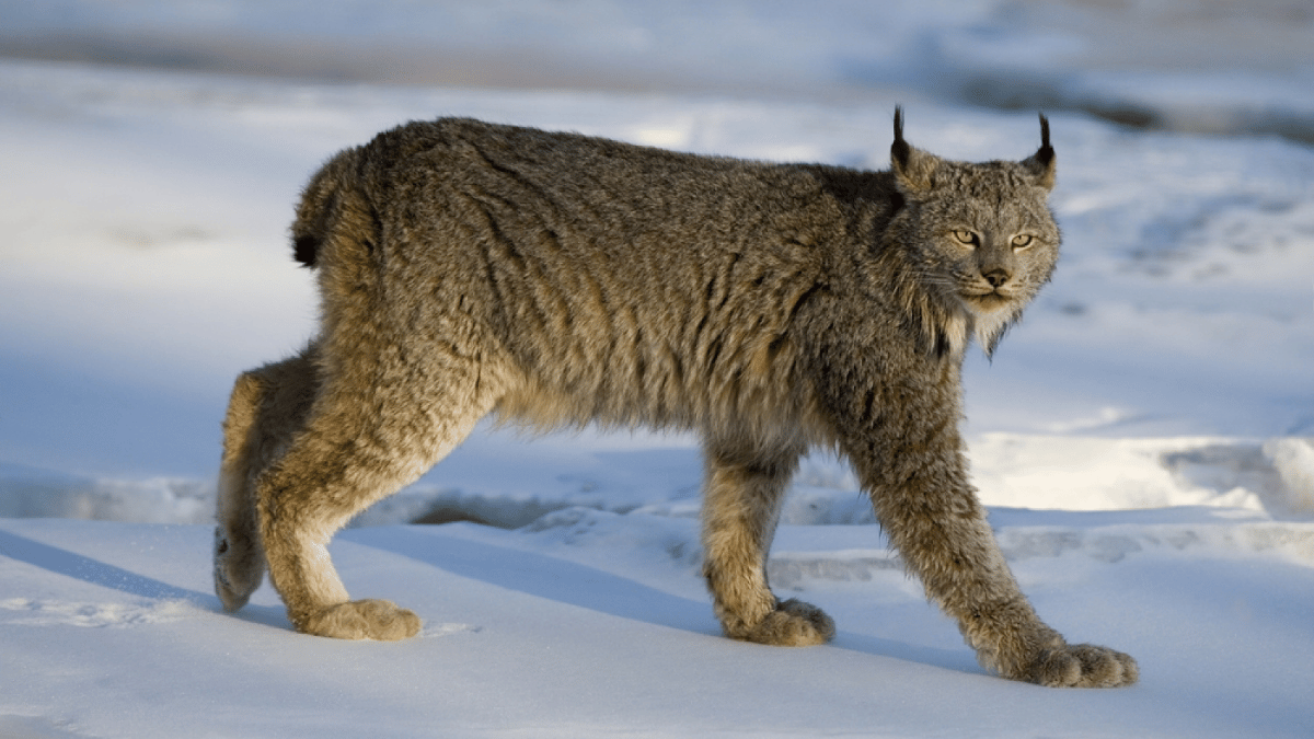 El gato lince: un cazador solitario que desafía a la naturaleza. | Mascotas