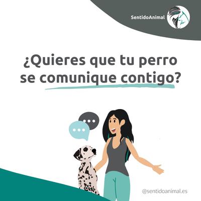 La posición de alerta en los perros | Mascotas