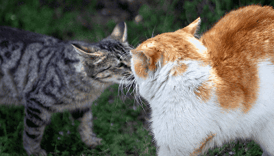 10 datos curiosos de los gatos | Mascotas