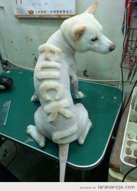 20 cortes de pelo mas raros del mundo | Mascotas