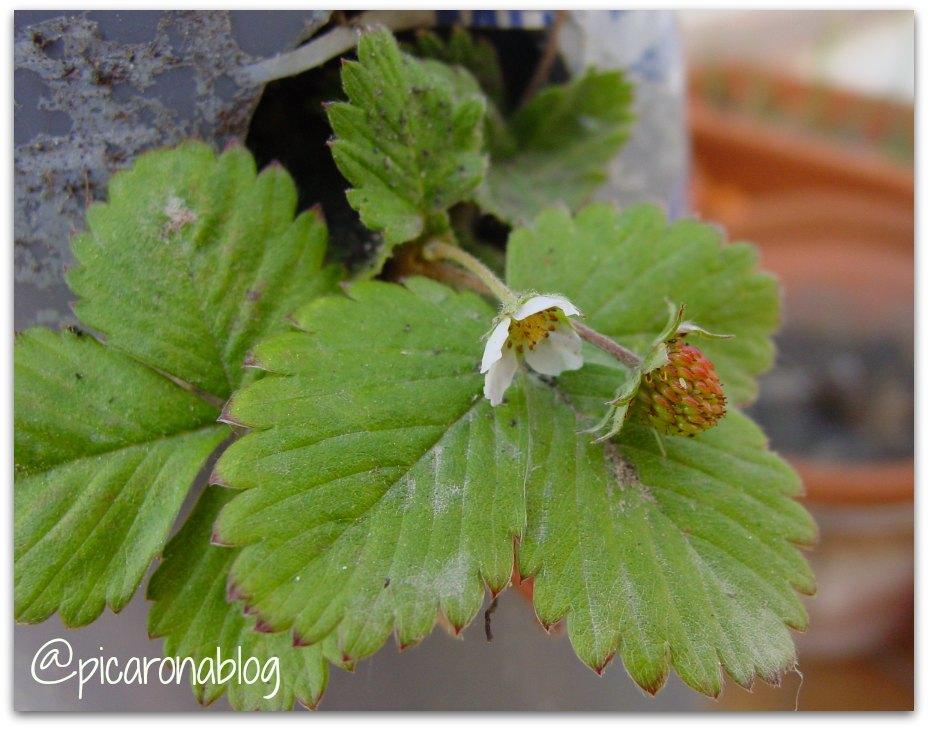 Fresas: tips y recomendaciones | Plantas