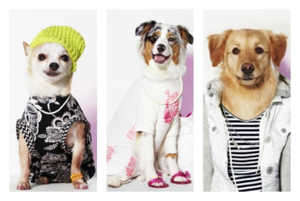 Los perros más fashion | Mascotas