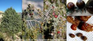 Árboles autóctonos de España. | Ecología