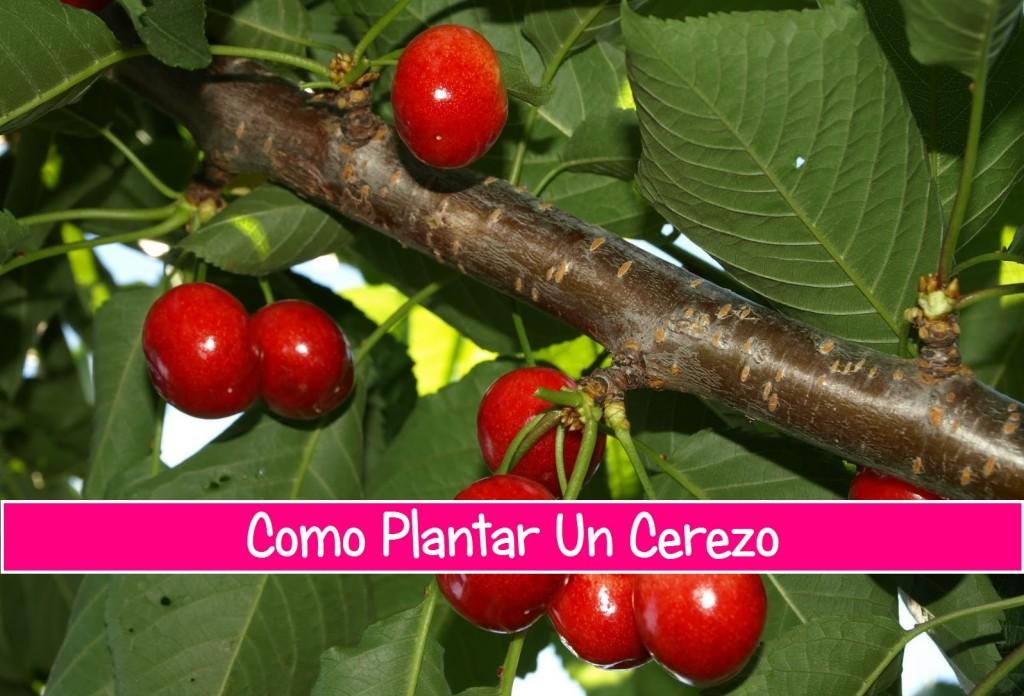 Cómo plantar un cerezo | Plantas
