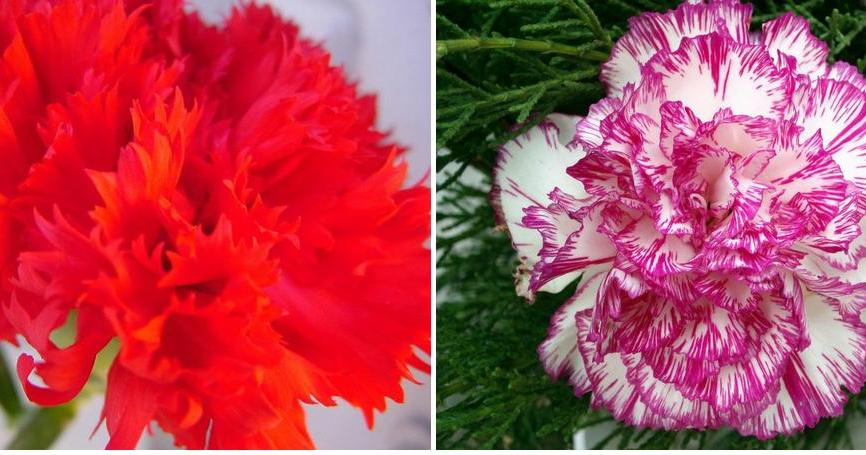 Los claveles: cuidados que requieren | Plantas