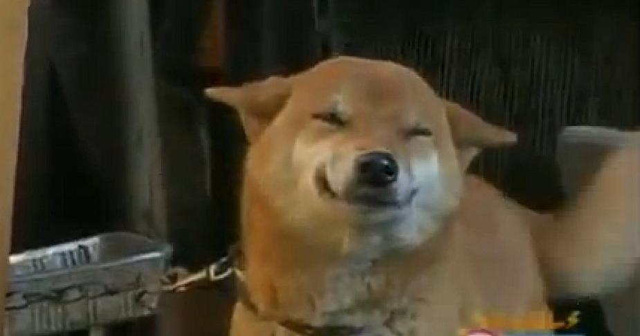 Un perro que ríe al ver a su dueño | Mascotas