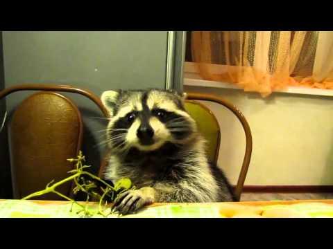 Mapache come uvas: videos de animales curiosos | Mascotas