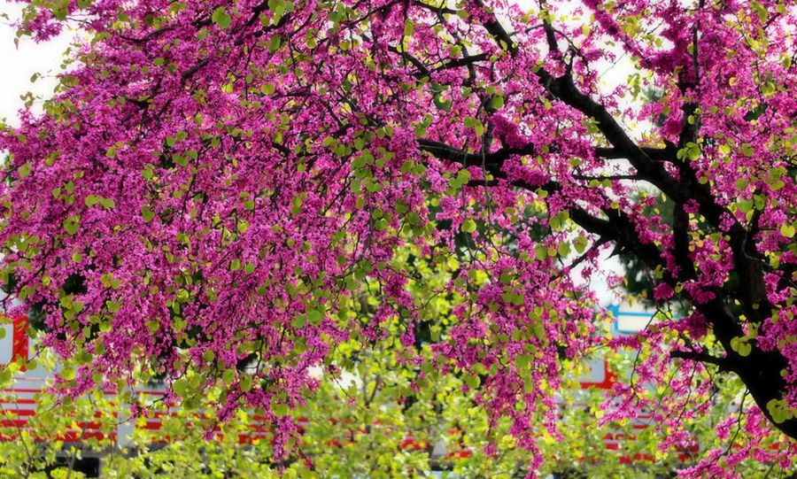 Cómo abonar y falta de nutrientes en las plantas | Plantas