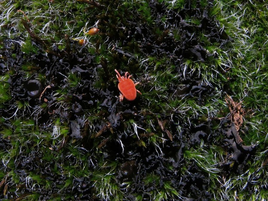 Cómo combatir los Ácaros de nuestras plantas | Plantas