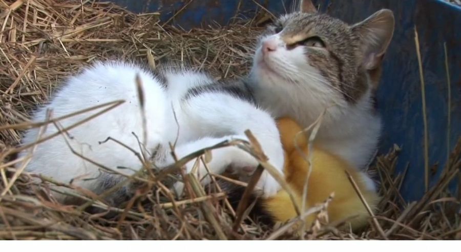 Una mamá gata cuidando a sus crías y a sus patos | Mascotas