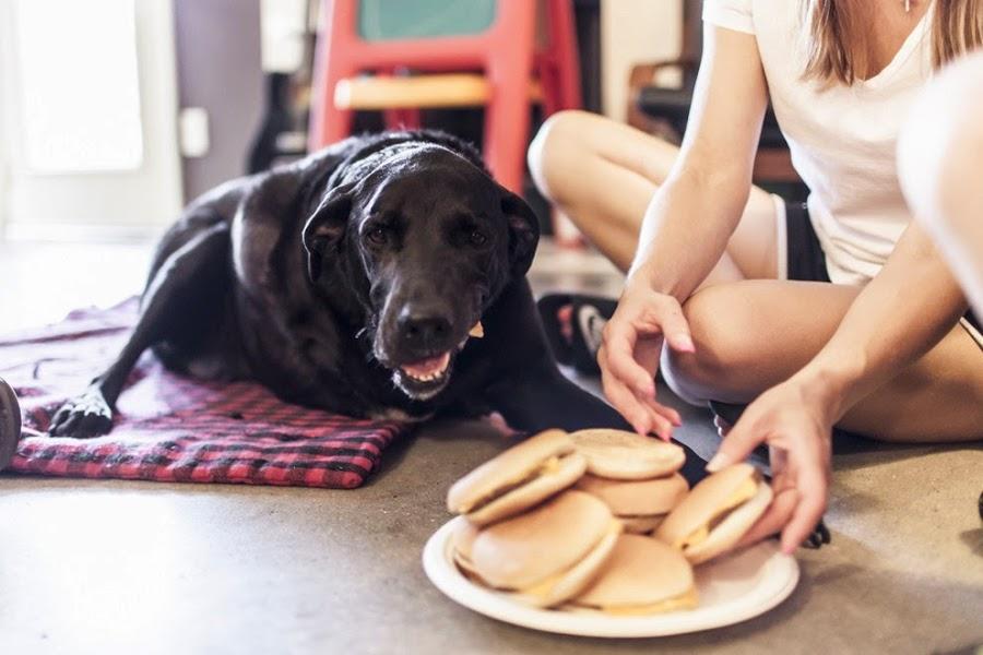 La emocionante fiesta de despedida de Duke: el último día de un perro ...