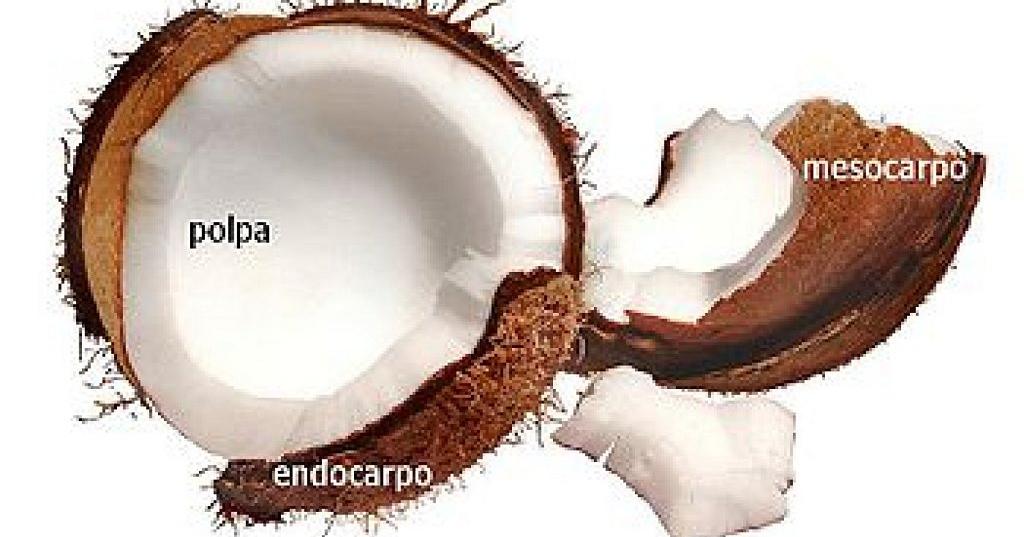 Beneficios de la pulpa de coco | Salud