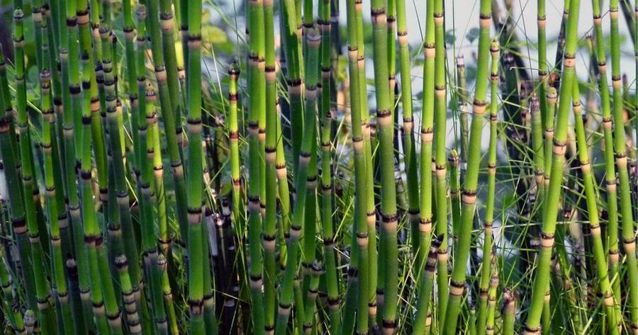Cola de caballo: Equisetum arvense | Plantas