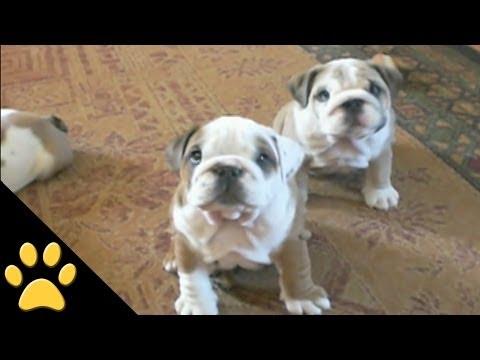 Video para los amantes de los Bulldog: divertido y entretenido | Mascotas