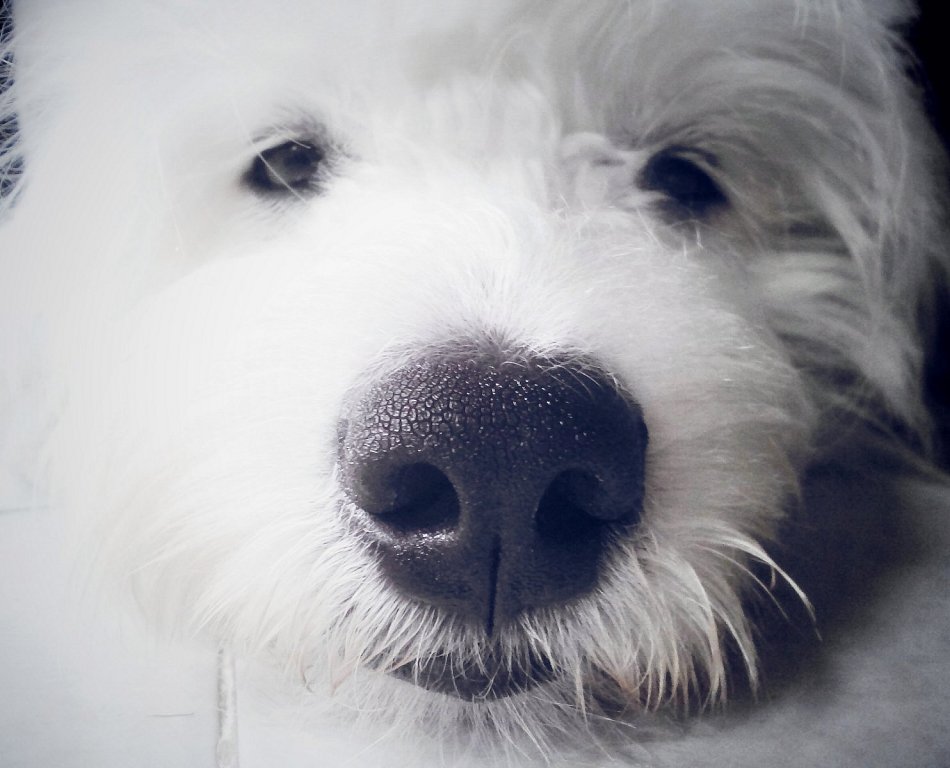 La nariz del perro: datos de mascotas | Mascotas