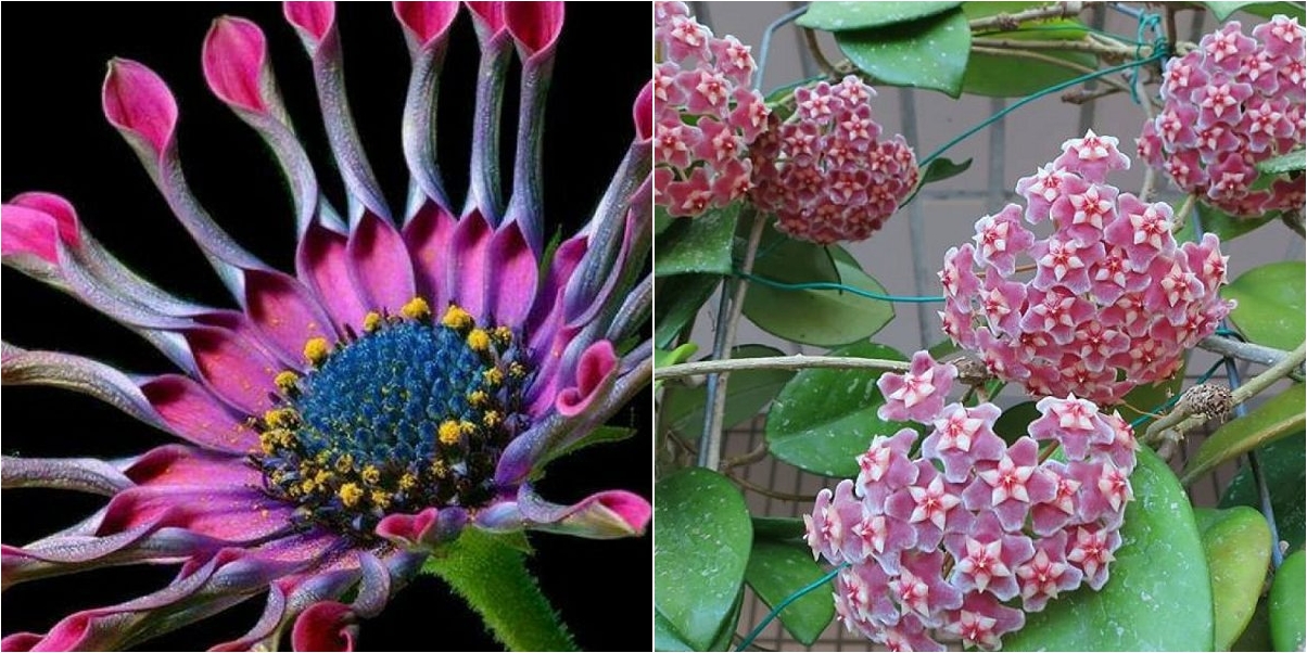 Las 5 flores con formas más raras del mundo | Plantas