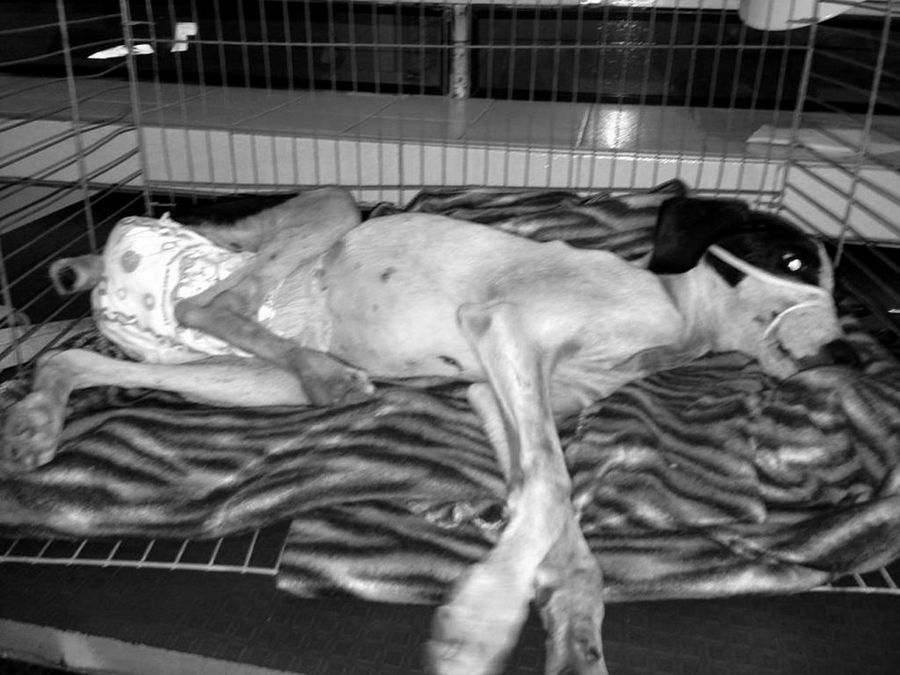 Fito, el luchador que sobrevivió al frío de la calle | Mascotas