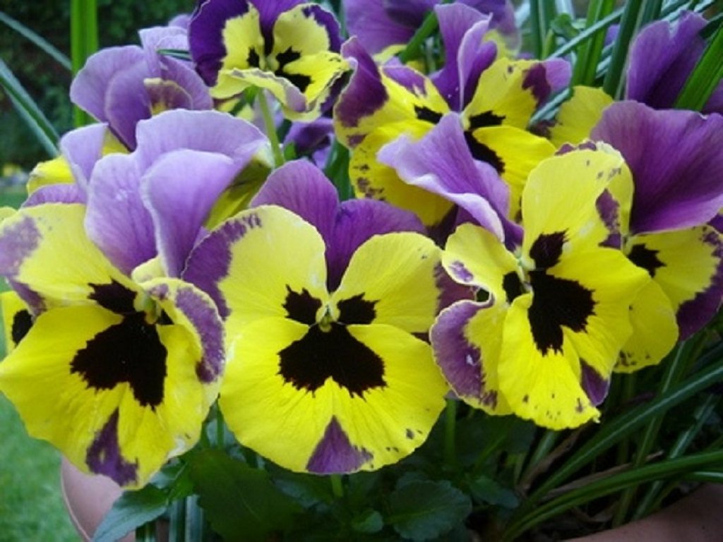 Flores coloridas: decoraciones naturales para el jardín | Plantas
