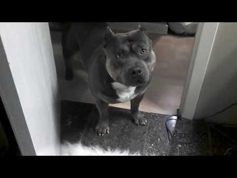 Perro muy listo: divertido y entretenido | Mascotas