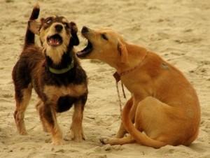 ¿Qué hacer si mi perro ataca a otros? | Mascotas