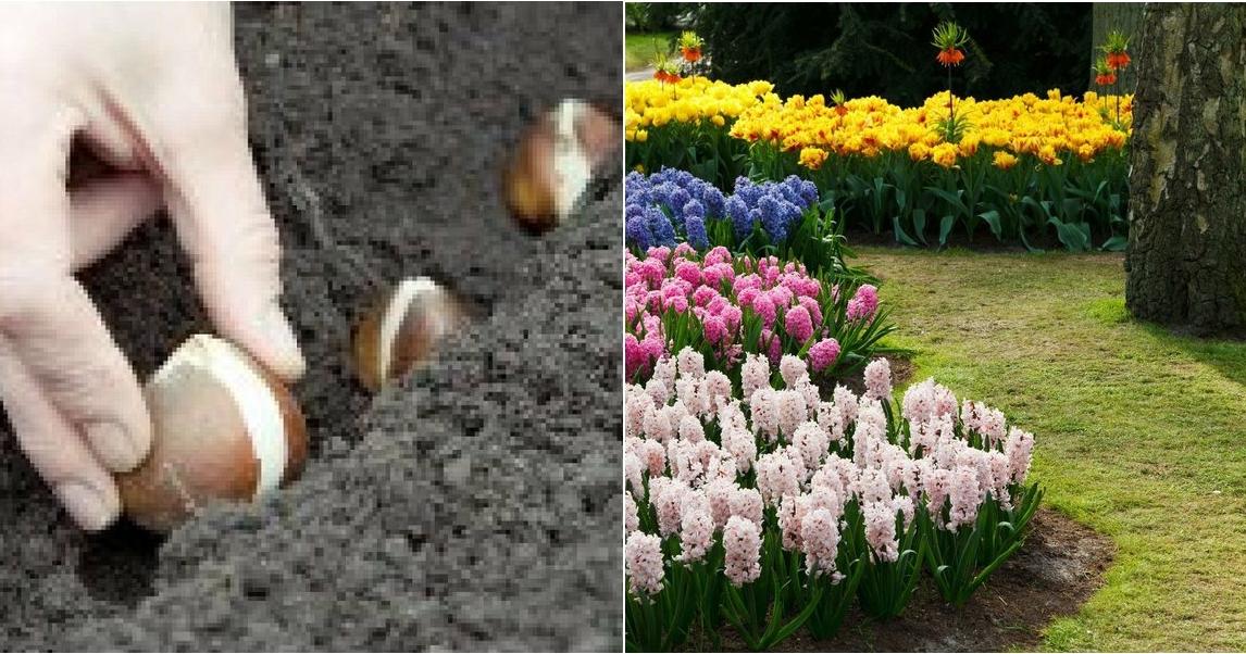 Plantar bulbos de flores de un modo natural | Plantas