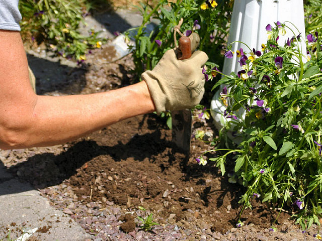 Semillas: tips y explicaciones | Plantas