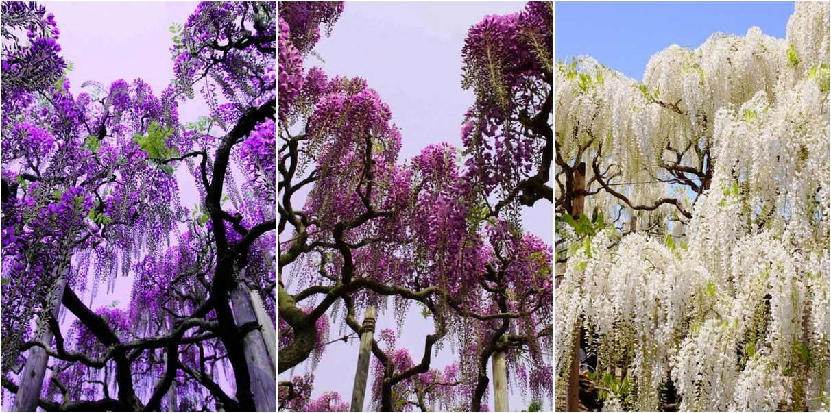 La glicinia, largos tallos florales | Plantas