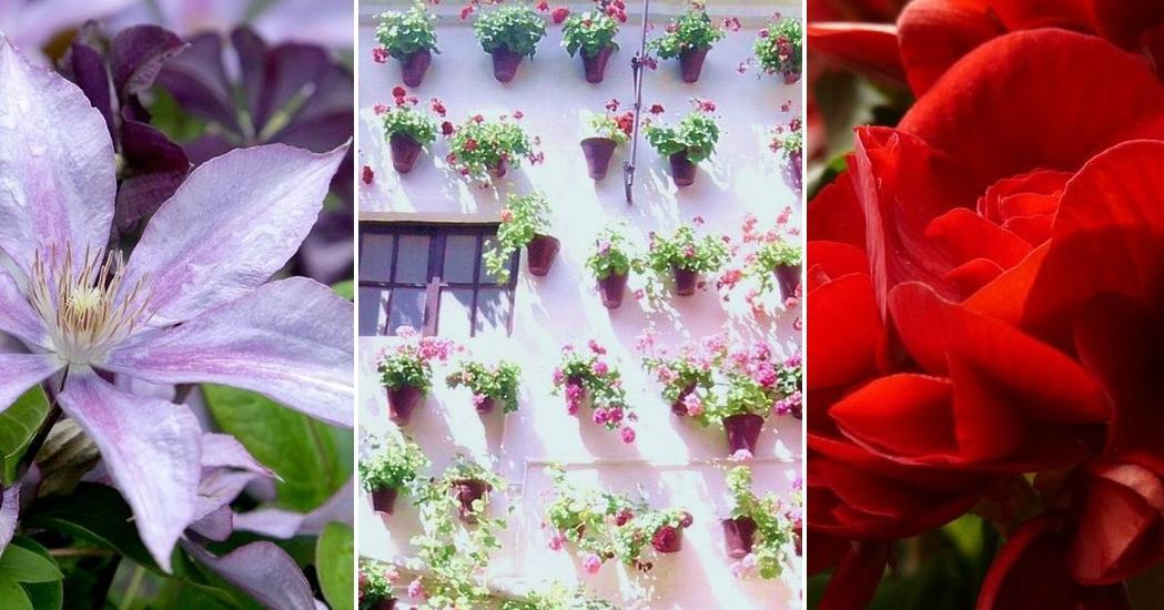 Decora las paredes de tu jardín | Plantas