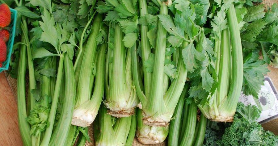 Cómo reproducir apio | Plantas