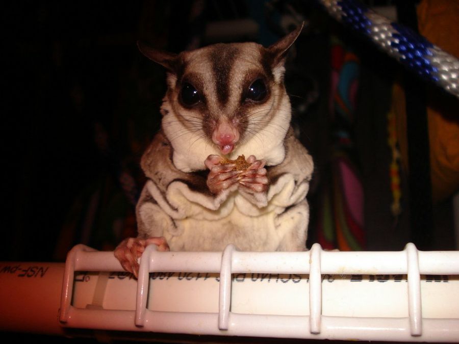 El Petauro: cualidades, cuidados y consejos alimenticios | Mascotas