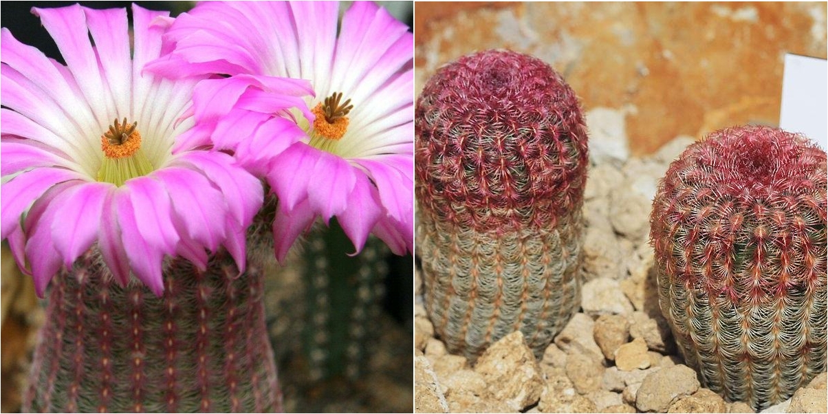 Exótico cactus de espinas arcoíris con sus espectaculares flores ...