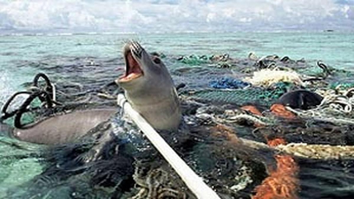 Los ecosistemas en mayor peligro de extinción: video | Ecología