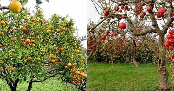 Cosas que debes saber sobre los árboles frutales | Plantas