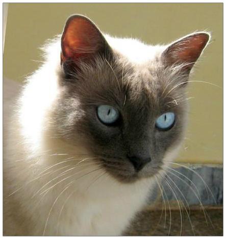 El gato Balinés | Mascotas