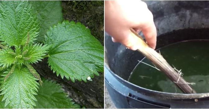 Cómo hacer purín de ortigas | Plantas