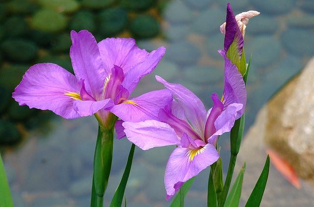 Cálamo aromático | Plantas