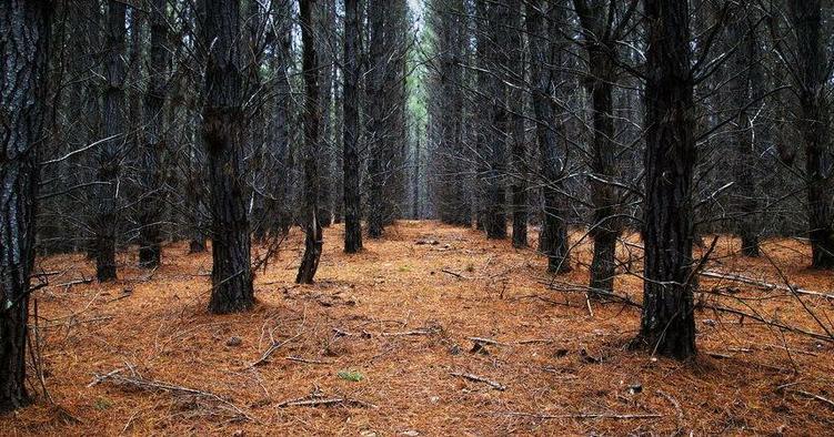 El suelo de este bosque respira (literalmente): conoce deque se trata ...