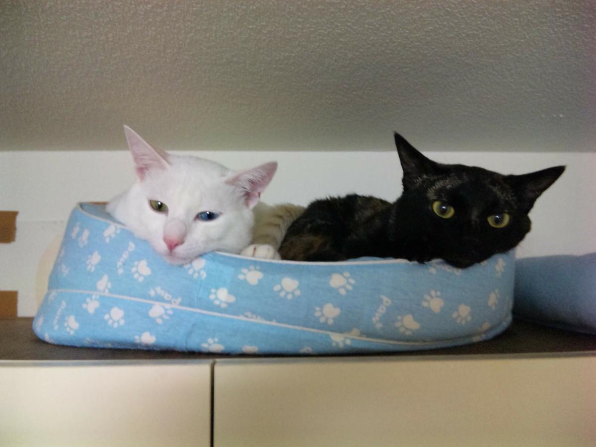 Apareamiento de gatos | Mascotas