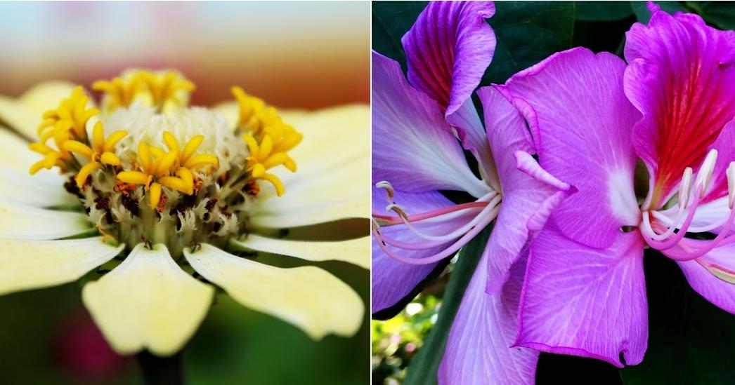 Galería de fotografías de flores en Alta Definición | Plantas