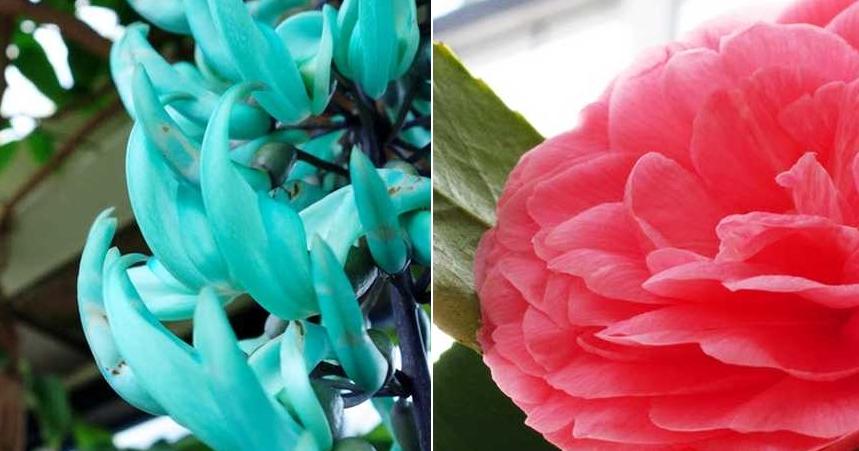 Las 10 flores más bonitas y raras del mundo | Plantas