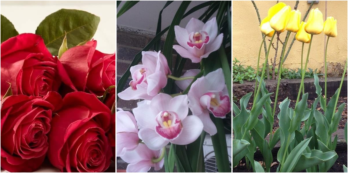 Las 10 flores que más os gustan para San Valentín | Plantas