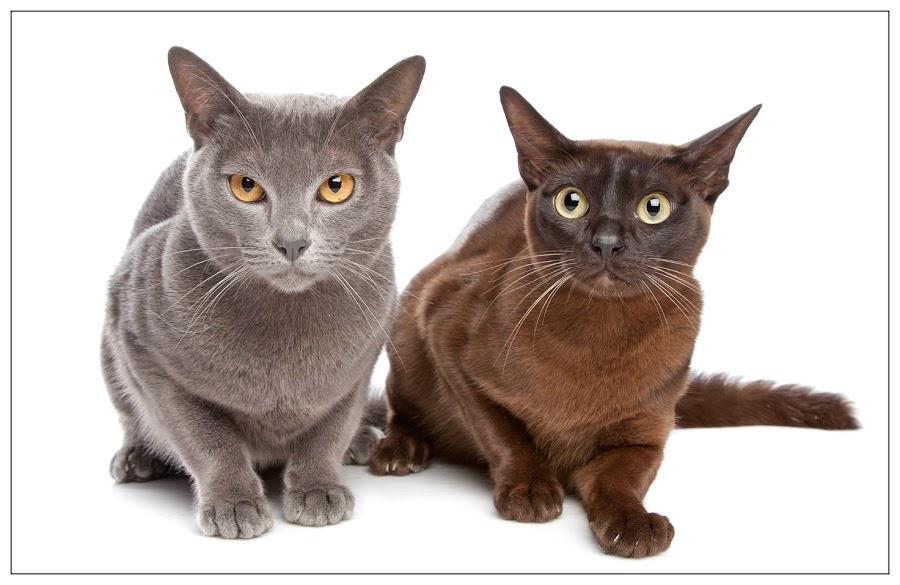 El gato Burmés | Mascotas