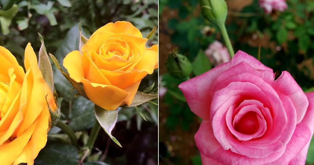 Cómo cuidar nuestros rosales. Información útil | Plantas