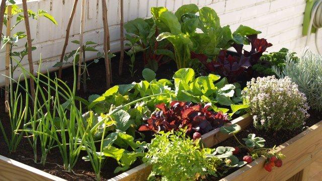 Cómo construir vuestro propio huerto urbano | Plantas