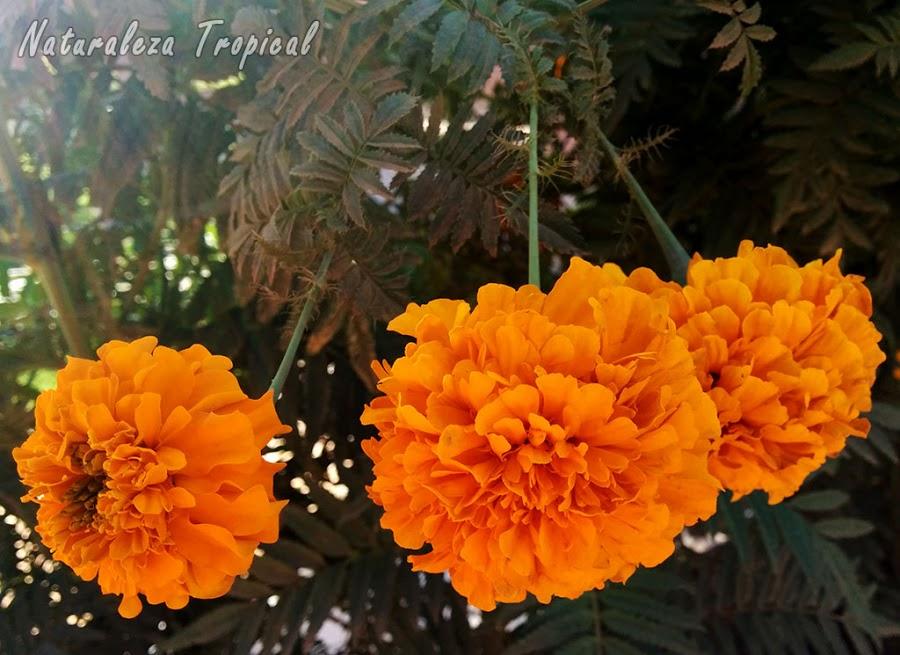 Tagetes erecta. Una planta con propiedades insecticidas y medicinales ...