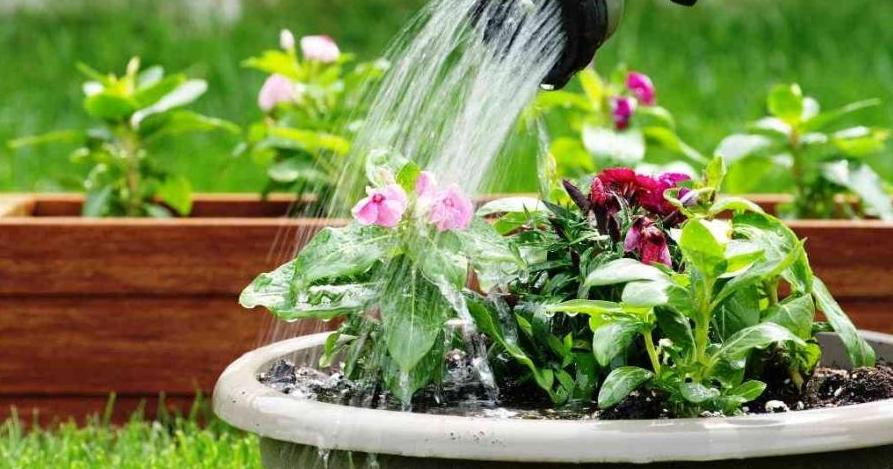 Cómo regar las plantas en macetas y jardineras | Plantas